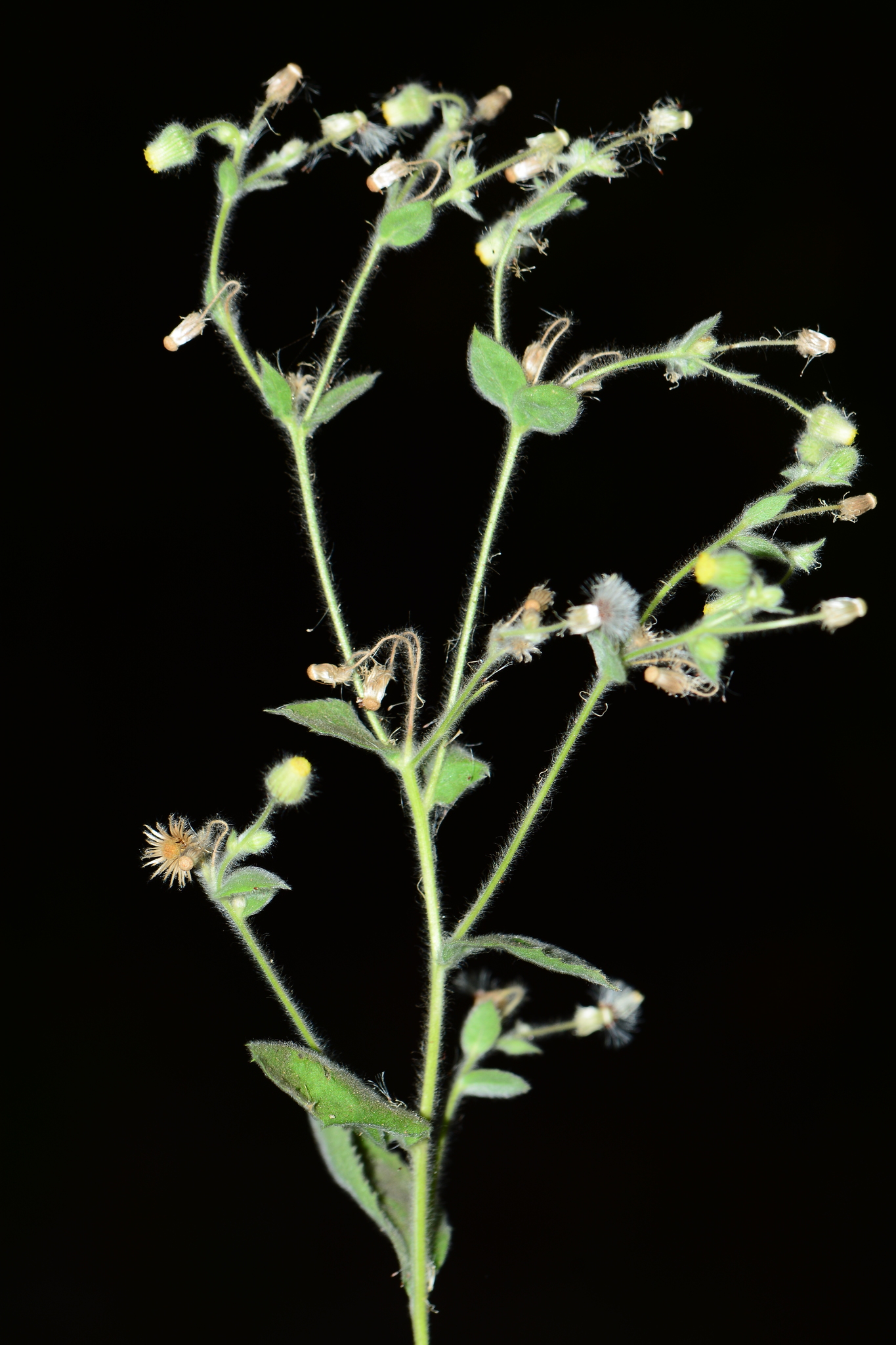 Blumea oxyodonta DC.