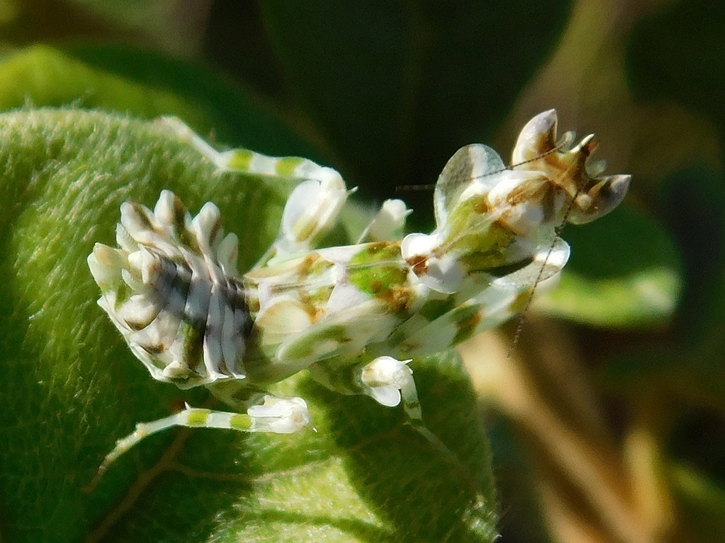 African False Flower Mantis from Greyton Commonage, 7233, South Africa ...