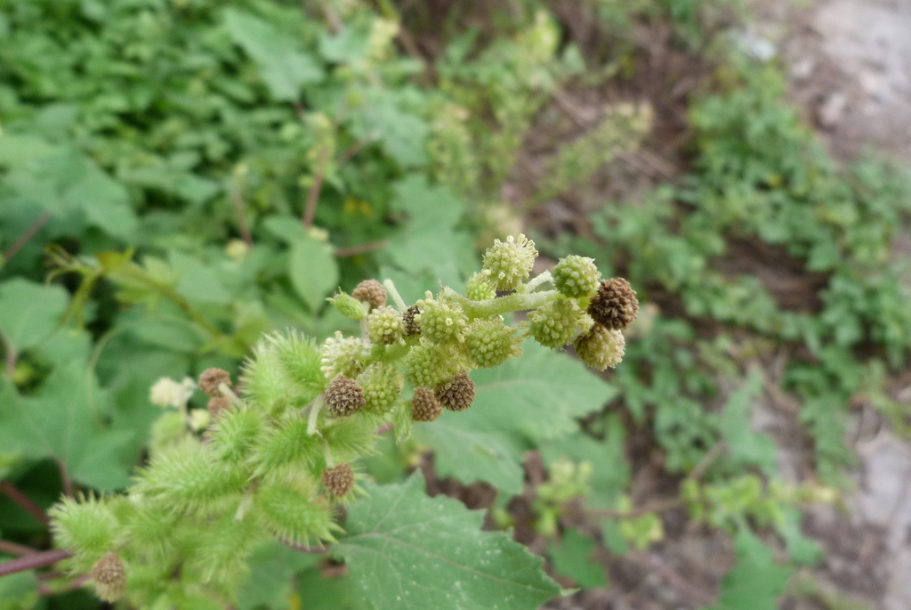 Xanthium sibiricum (Flora Singapore List U-Z) · iNaturalist