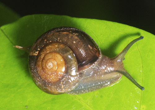 Genus Malandena · iNaturalist