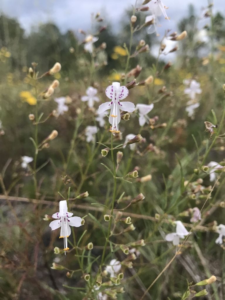 (Dicerandra linearifolia linearifolia) - Botanical Realm