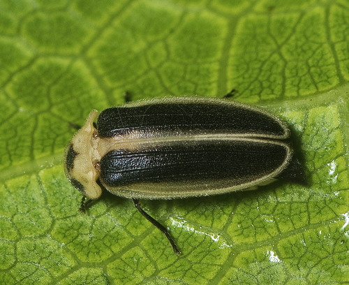 Atyphella olivieri · iNaturalist