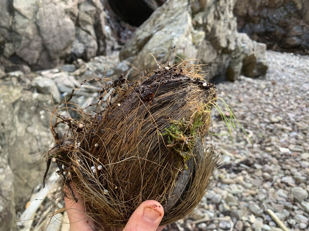 coconut palm from Inner Seas off the West Coast of Scotland, Isle Of ...