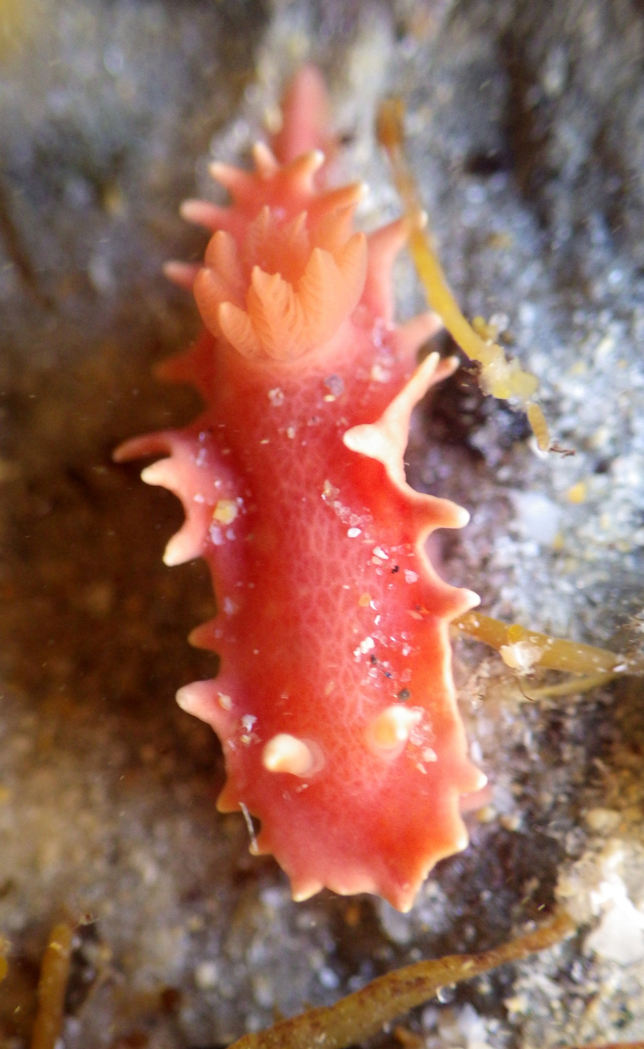 Verconia verconis (Basedow & Hedley, 1905)