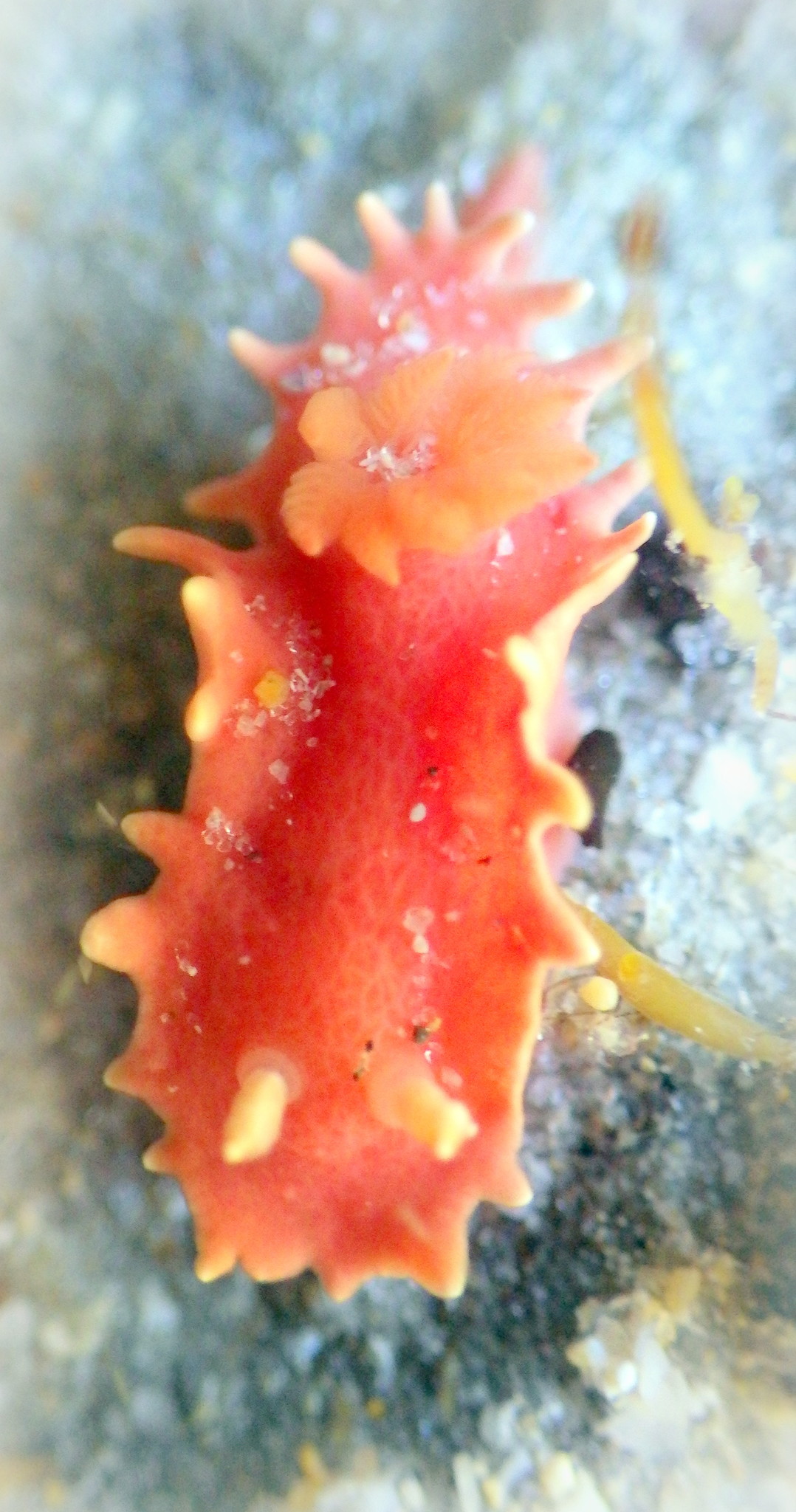 Verconia verconis (Basedow & Hedley, 1905)