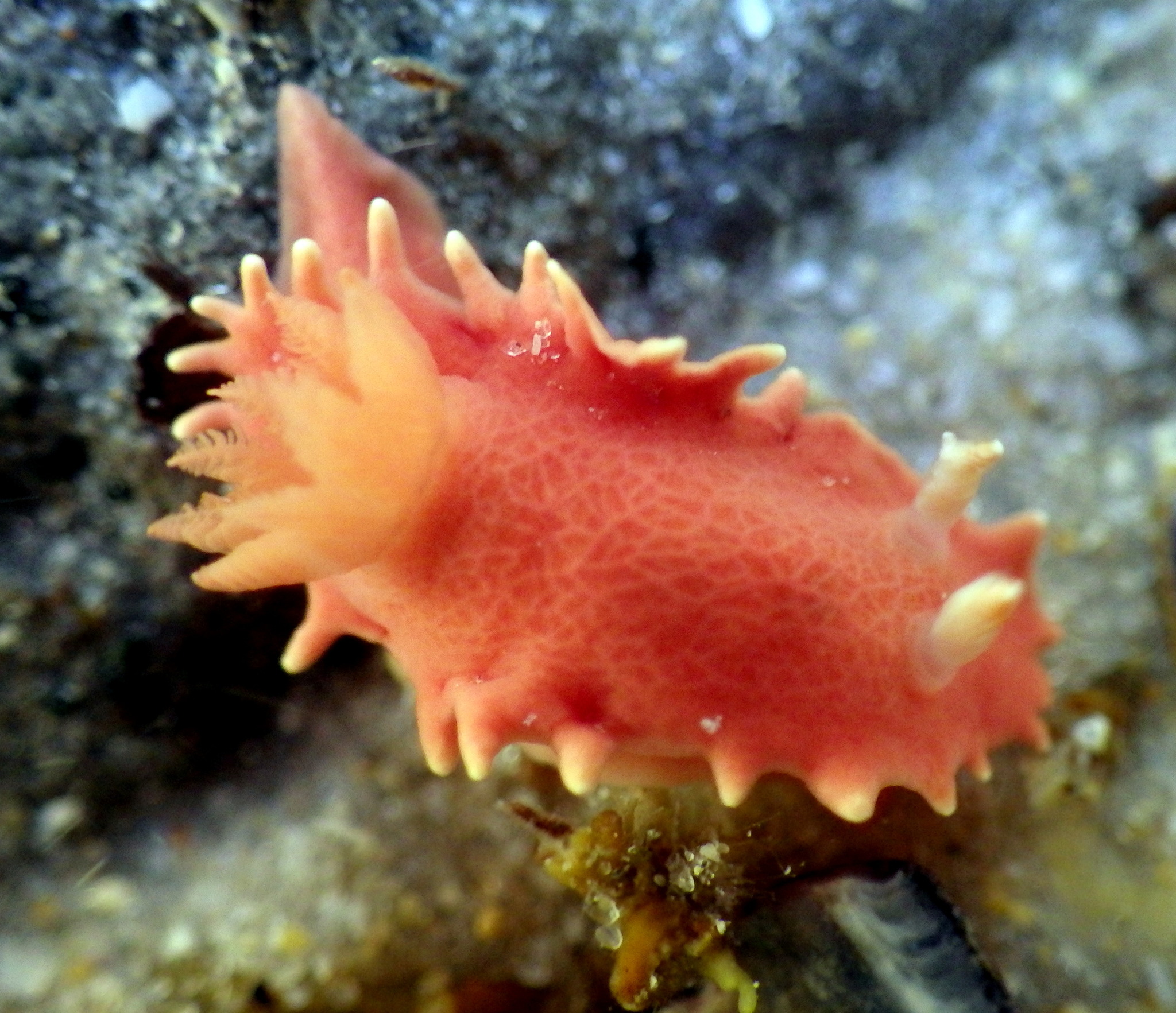 Verconia verconis (Basedow & Hedley, 1905)