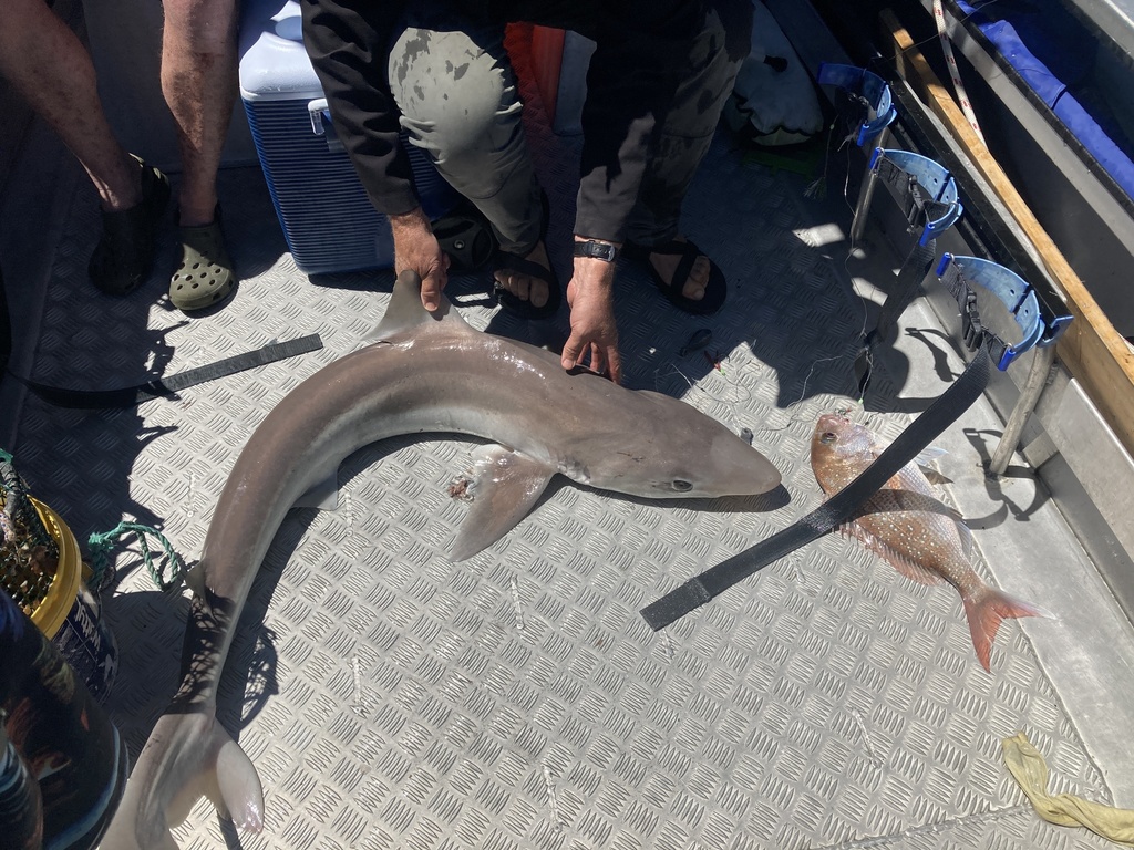 School Shark (Galeorhinus galeus) - Marine Life Identification