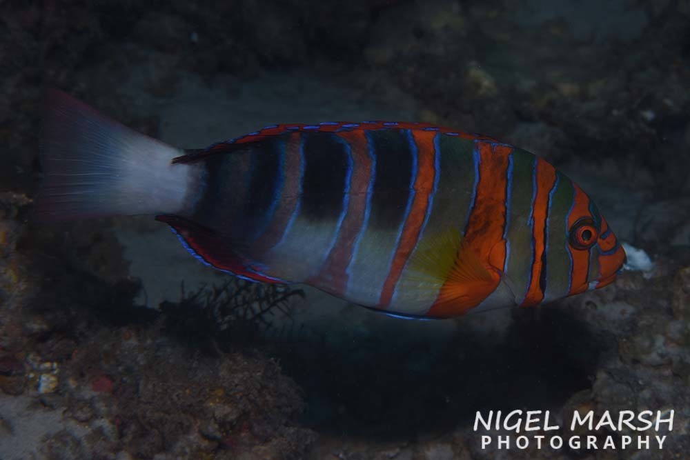 Harlequin Tuskfish from Queensland, Australia on January 31, 2021 at 11 ...