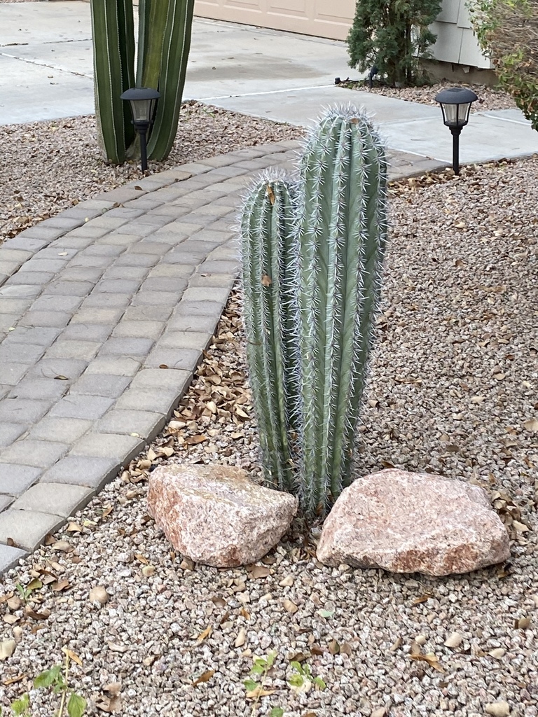 Cardón desde Sun Groves, Chandler, AZ 85249, USA el 30 de enero de 2021 ...