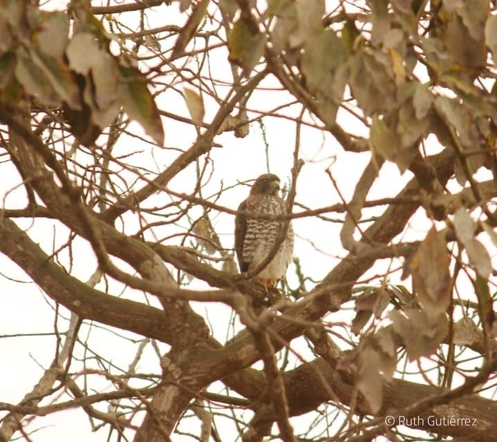 Broad-winged Hawk from Villa Libertad, Lurín. Lima, Perú on January 16 ...