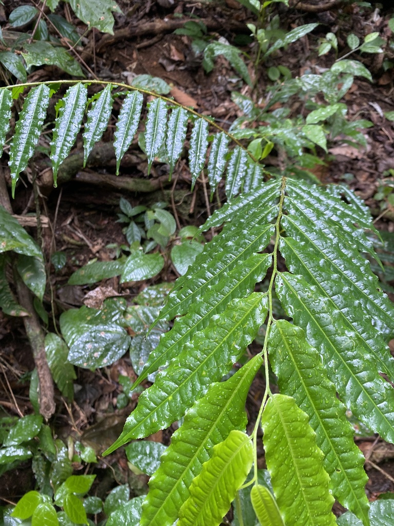 Lecythis ampla from San Carlos, Alajuela, CR on January 28, 2021 at 04: ...