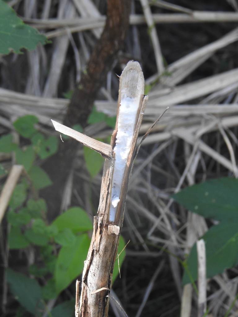Rice paper plant from Taitung, TW-TA, TW on July 10, 2020 at 08:48 AM ...