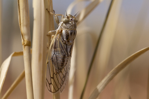 (Beameria wheeleri)