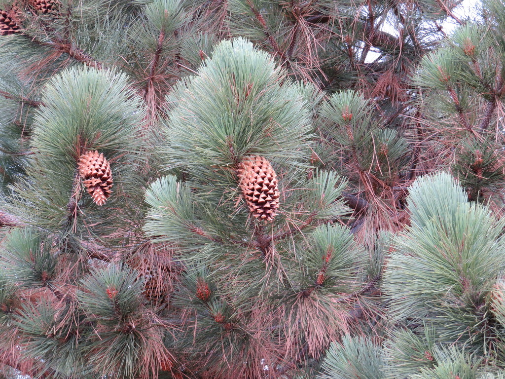 Coulter pine (Pinus coulteri) - Botanical Realm