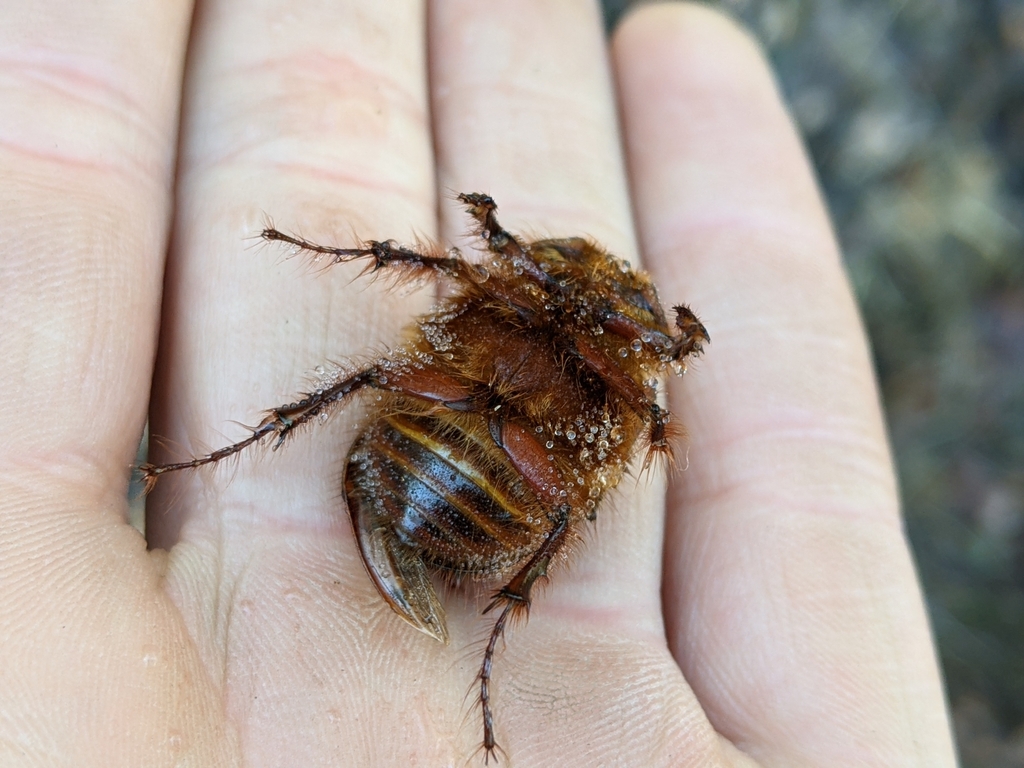 Rain Beetles in January 2021 by Christian Schwarz · iNaturalist