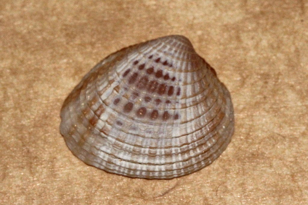 Timoclea scabra from Burleigh Heads, Gold Coast QLD, Australia on ...