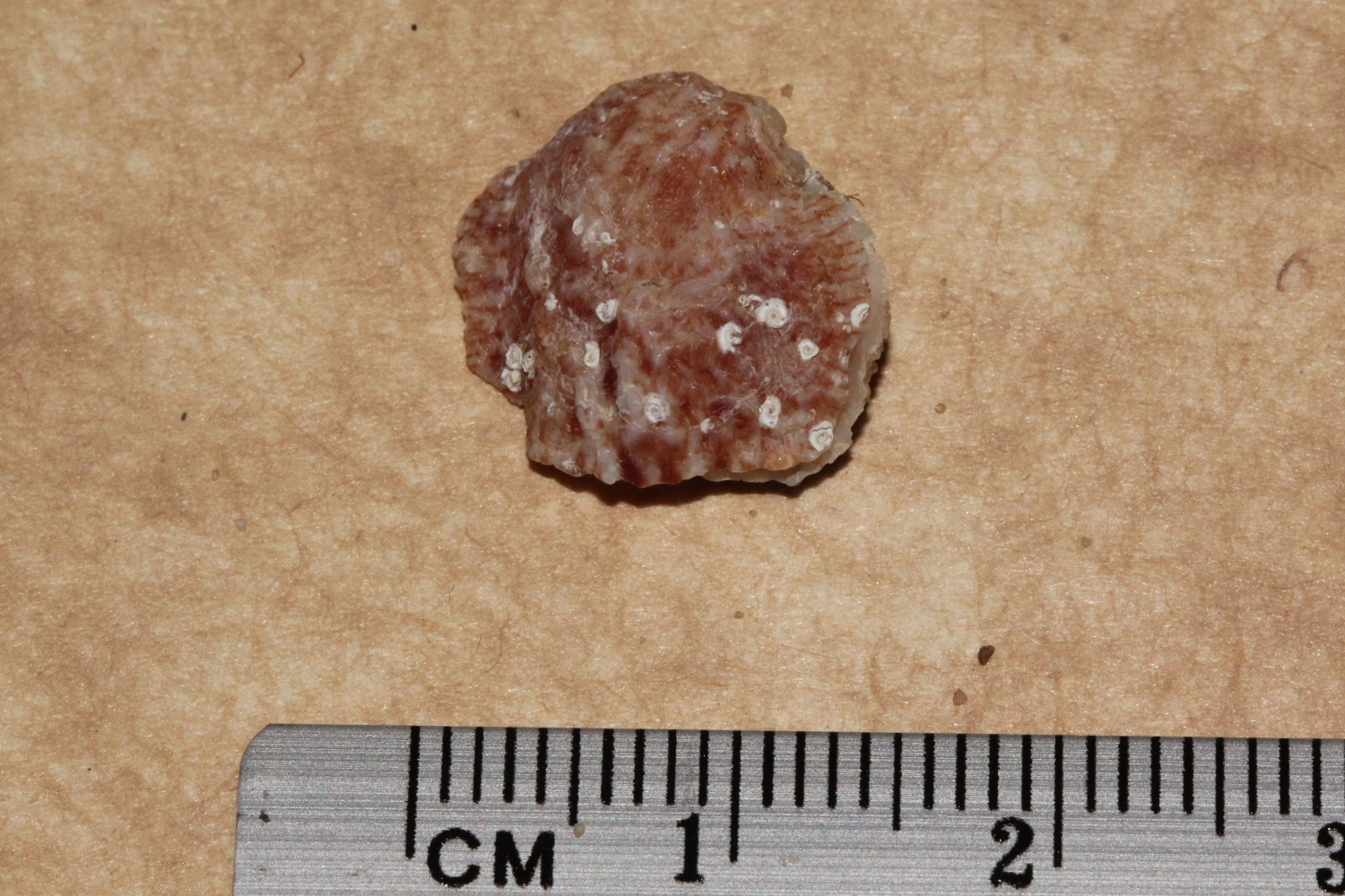 Plicatula plicata (Linnaeus, 1764)