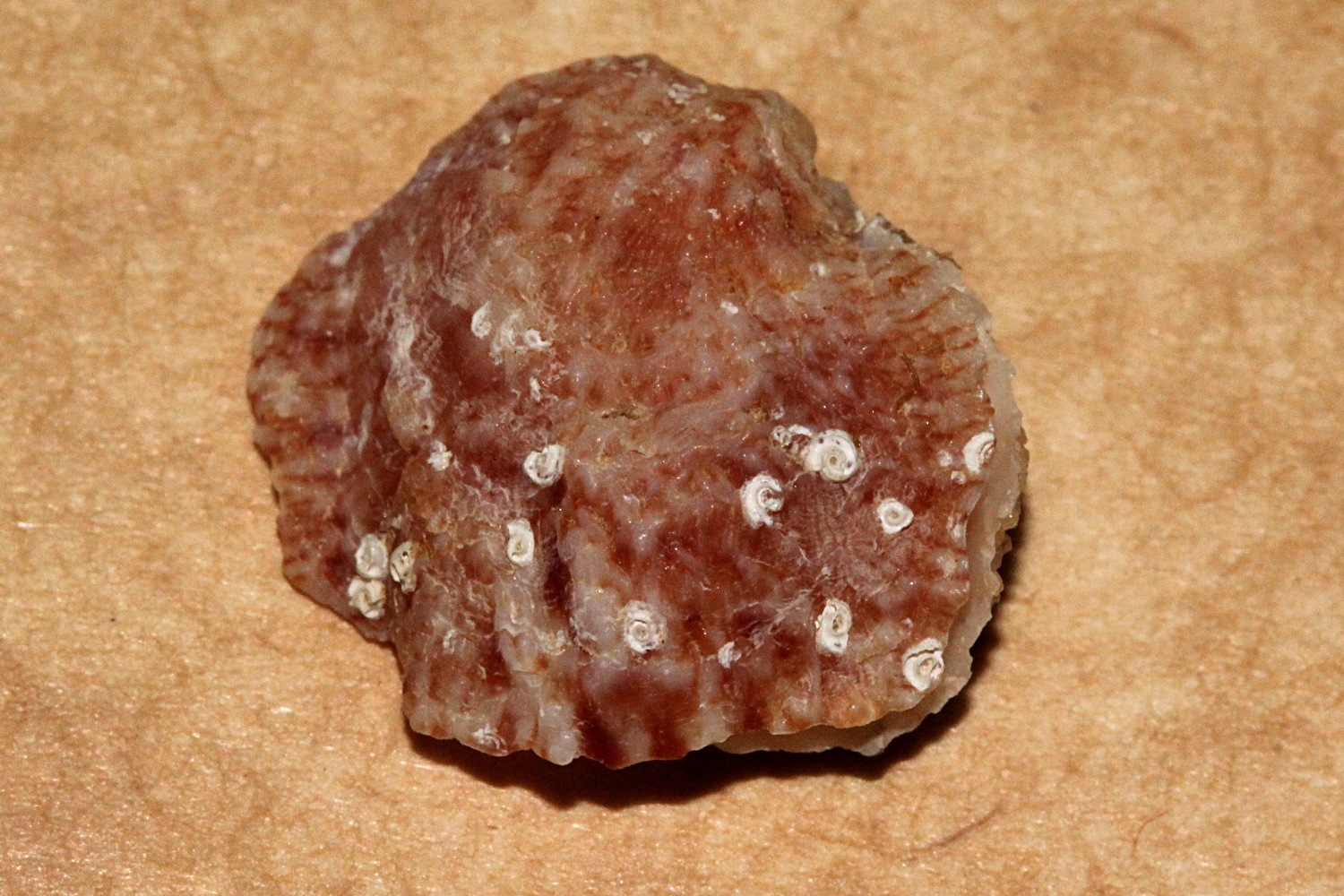 Plicatula plicata (Linnaeus, 1764)