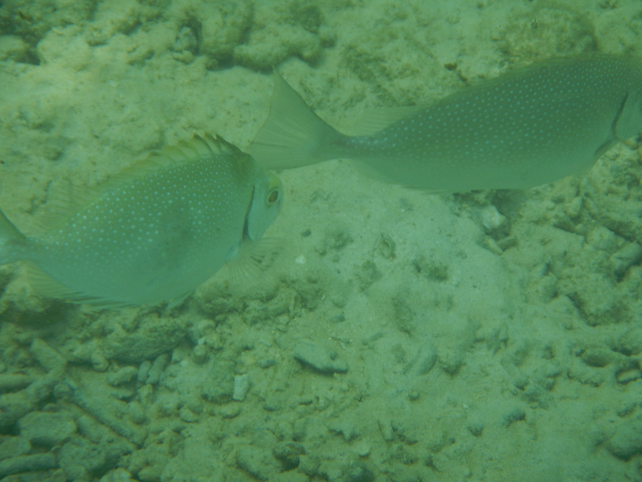 Siganus canaliculatus (Park, 1797)