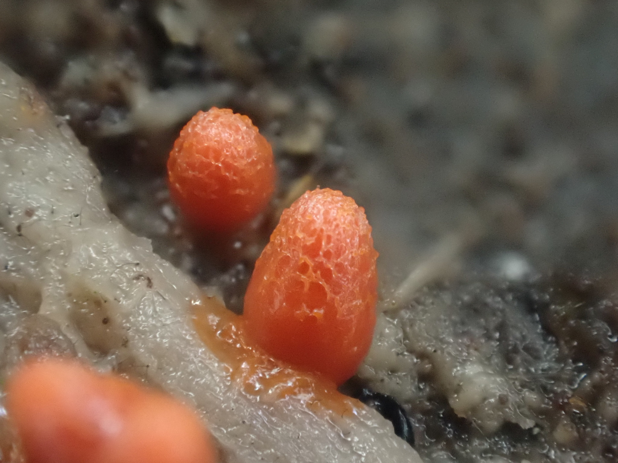 A Guide to Common Slimes : r/Slimemolds