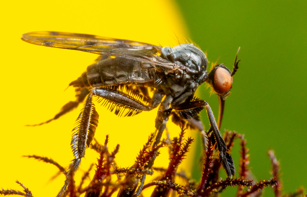 Dance Flies from District I, NE, USA on August 2, 2020 at 05:41 PM by ...