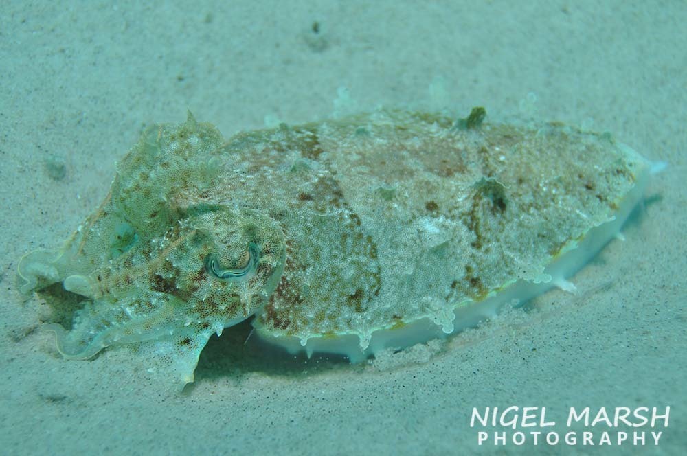Mourning Cuttlefish from Queensland, Australia on July 26, 2009 at 02: ...