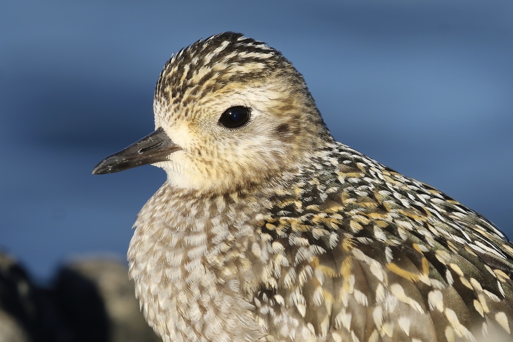 Pacific Golden-Plover (Shanghai Winter Birds 上海冬季鸟类) · iNaturalist
