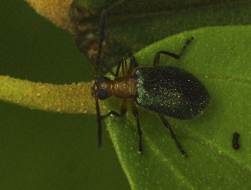 Lagria ruficeps · iNaturalist Ecuador