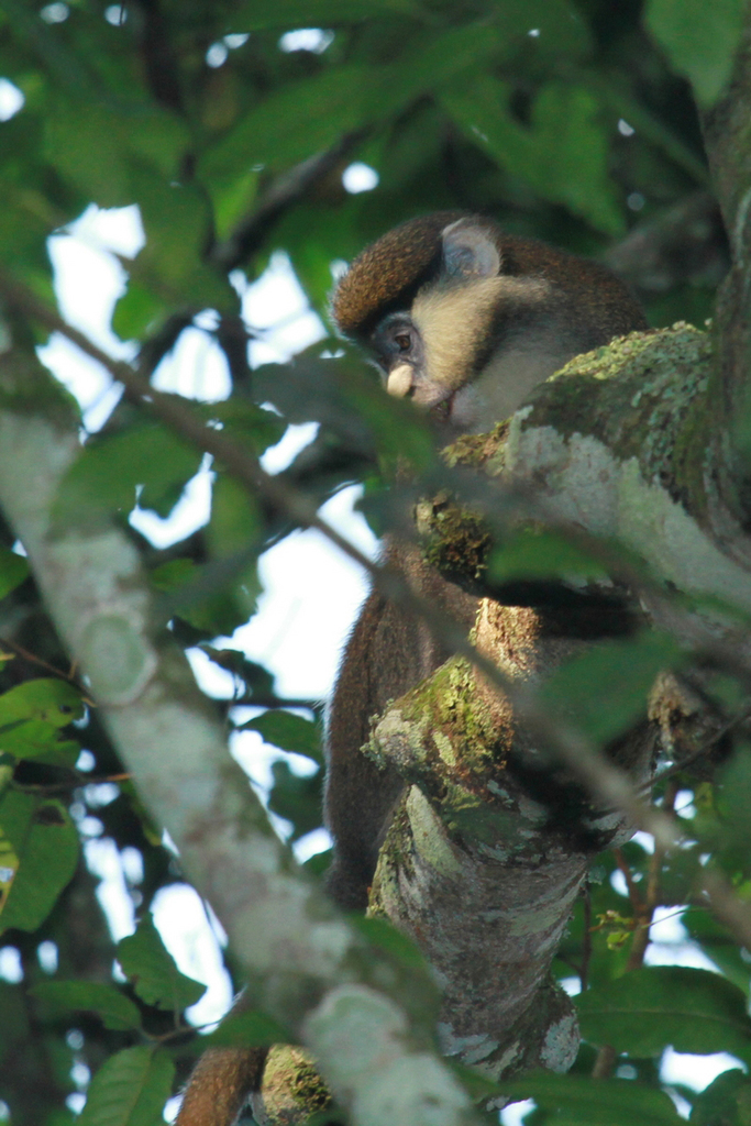 Schmidt's Red-tailed Monkey from Kabarole, Uganda on August 7, 2013 at ...
