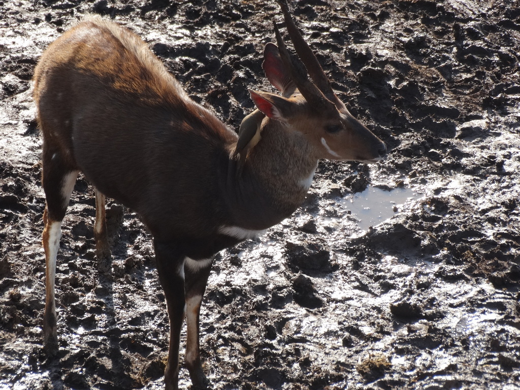 Southern Bushbuck from Kiganjo/Mathari nyeri-mweiga road The Ark Nyeri ...