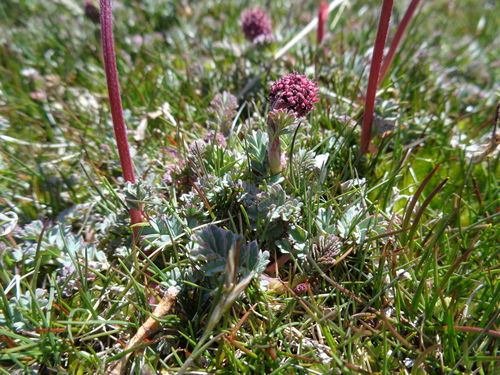 Antarctic prickly-burr (Acaena antarctica) · iNaturalist