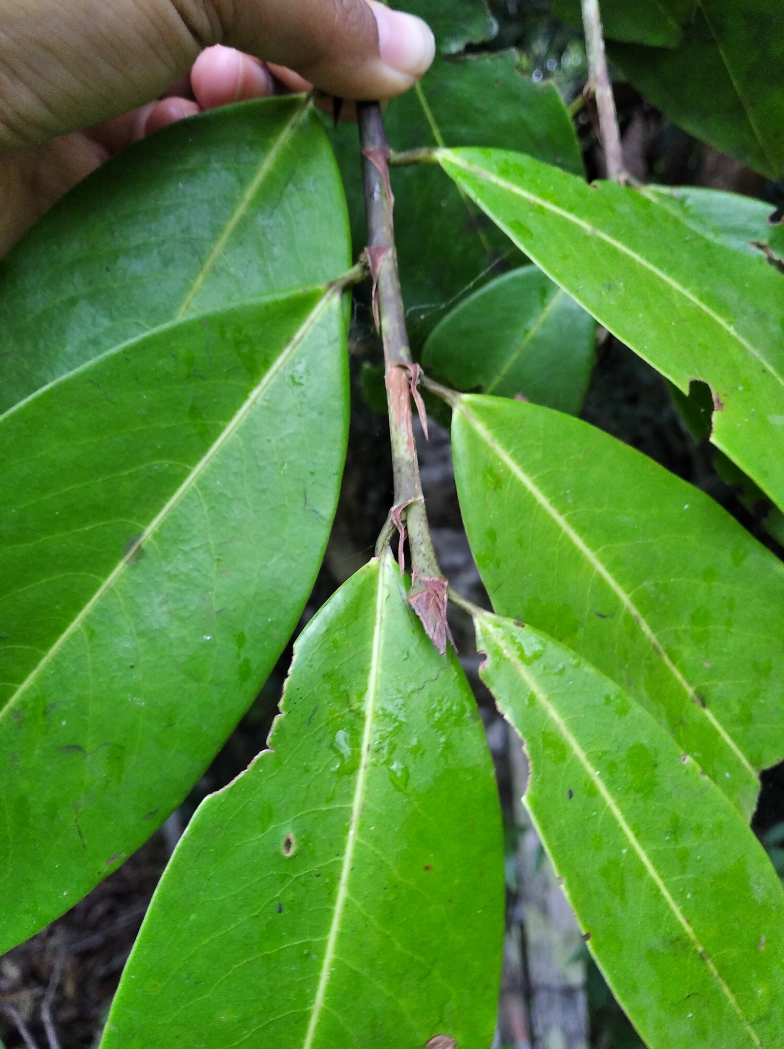 Erythroxylum macrophyllum Cav.