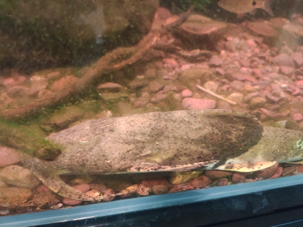 Goonch (Bagarius bagarius) - Marine Life Identification