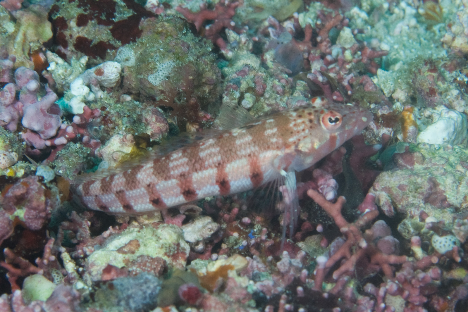 Parapercis multiplicata Randall, 1984