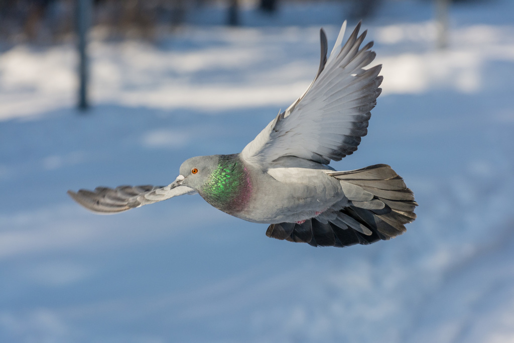 Home - Avian Discovery