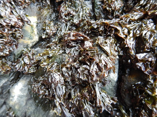 Pyropia endiviifolia · iNaturalist