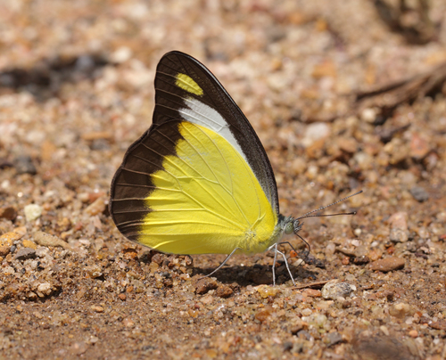 Indo-Chinese Chocolate Albatross (Subspecies Appias lyncida eleonora ...