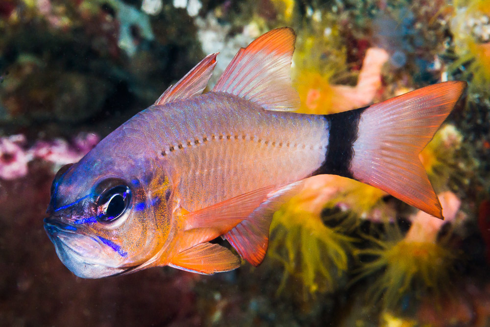 Ringtail Cardinalfish (Ostorhinchus aureus) - Marine Life Identification