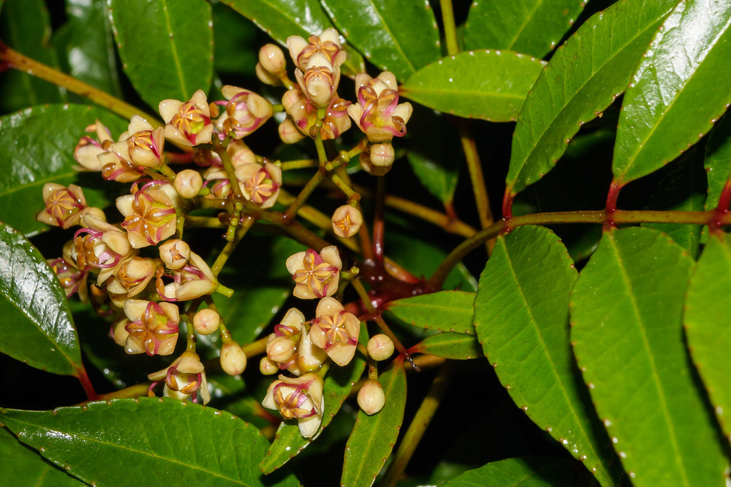 Satin Tree from Springbrook QLD 4213, Australia on October 15, 2005 at ...