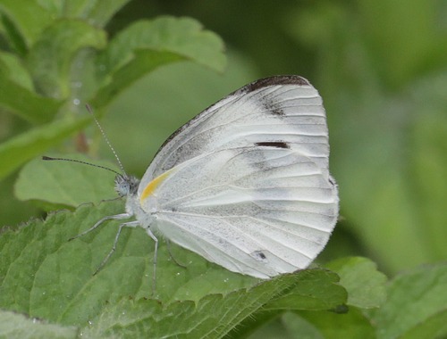 Himalayan Cabbage White (Subspecies Pieris canidia indica ...