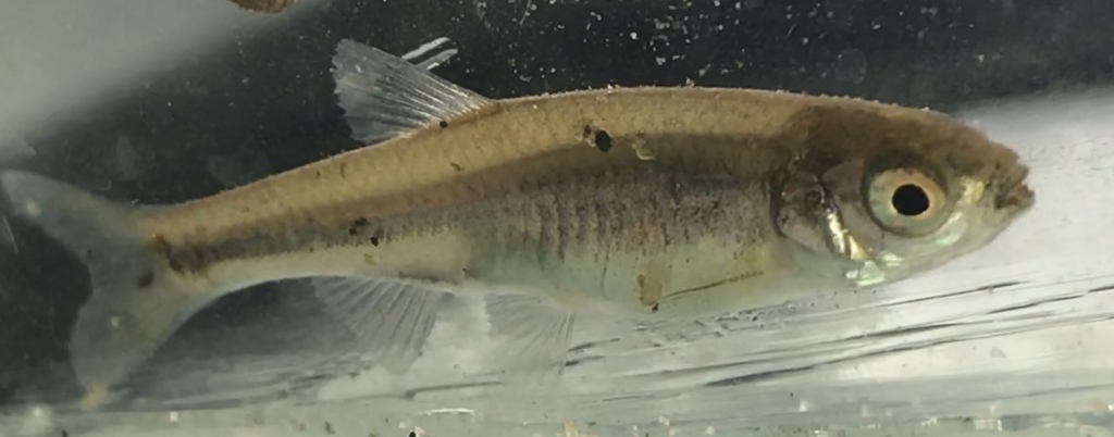 Sand Shiner (Wildlife of John Martin Reservoir State Park) · iNaturalist