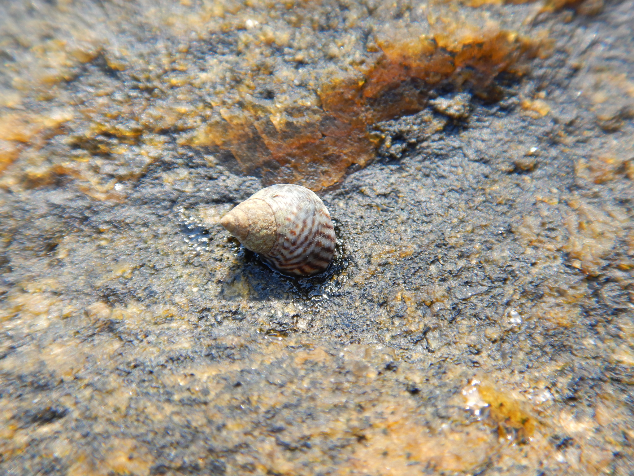 Echinolittorina lineolata (d'Orbigny, 1840)
