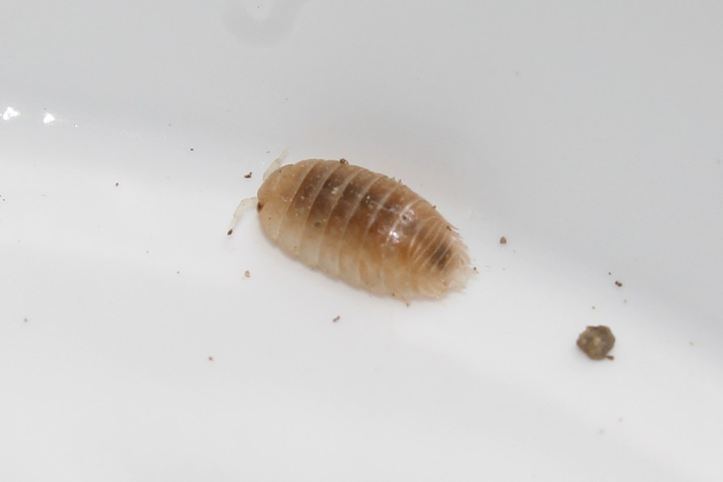 Leptotrichus from Περιφέρεια Βορείου Αιγαίου, Ελλάδα on February 01 ...