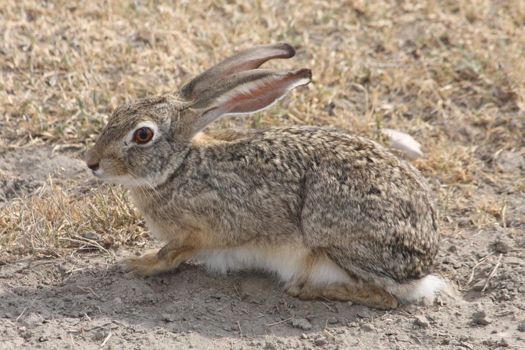 African Savannah Hare from Ngorongoro, Tanzania on February 11, 2011 at 07:29 AM by Franco ...