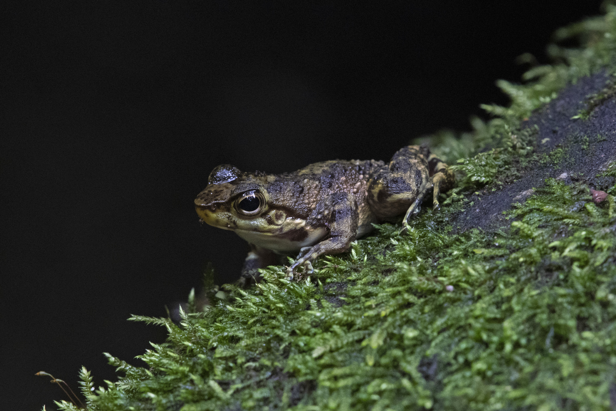 Hylodes asper (Müller, 1924)