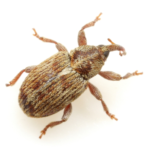 Sibinia inermis · iNaturalist Mexico