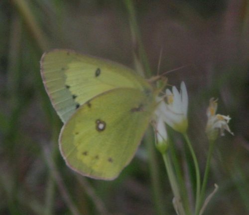 Clouded Sulphur from Mustang Park, Benbrook Lake, Tarrant County, TX ...