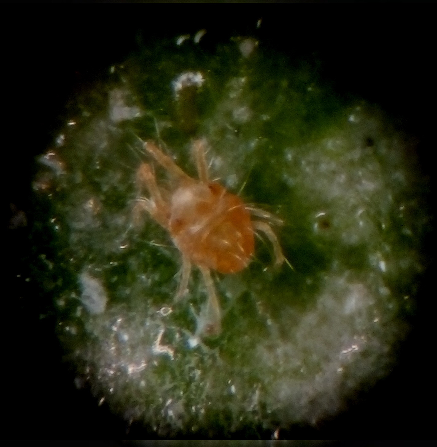 Tetranychus urticae Koch, 1836