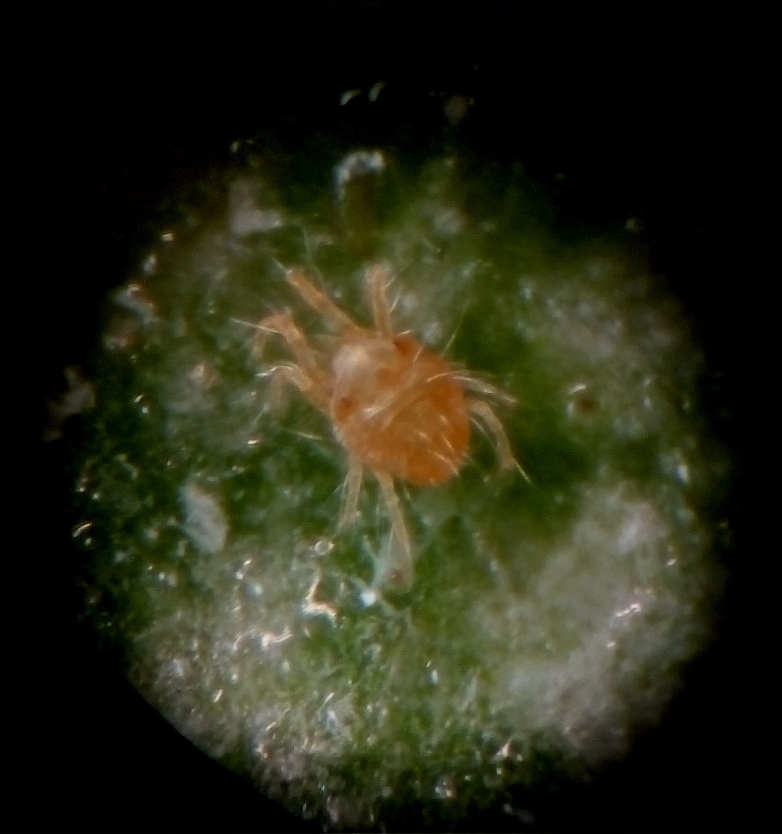 Tetranychus urticae Koch, 1836