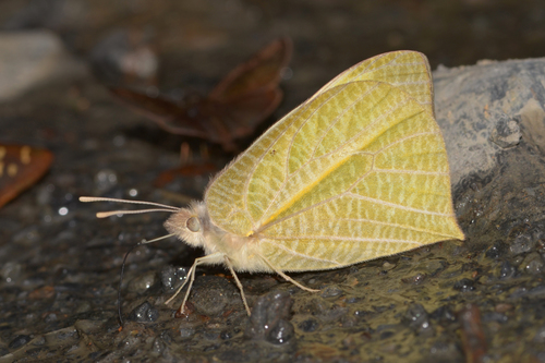 Mathania agasicles · iNaturalist